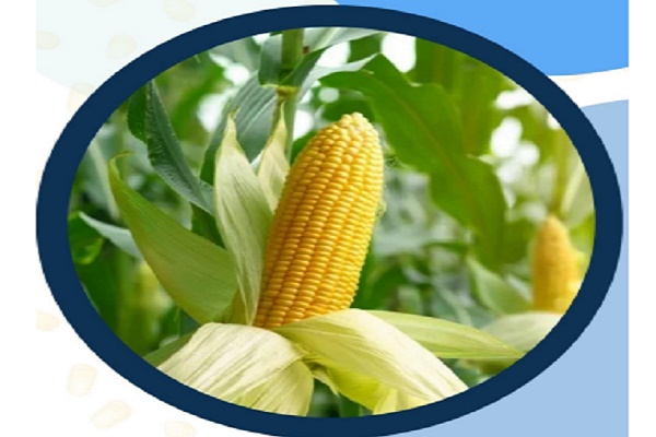 Maize Report on 20th June 2026 by Kedia Advisory